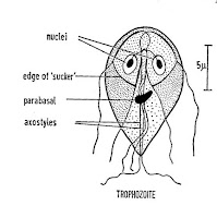 bioverde con azul: SEMANARIOOO BIOLOGÍA